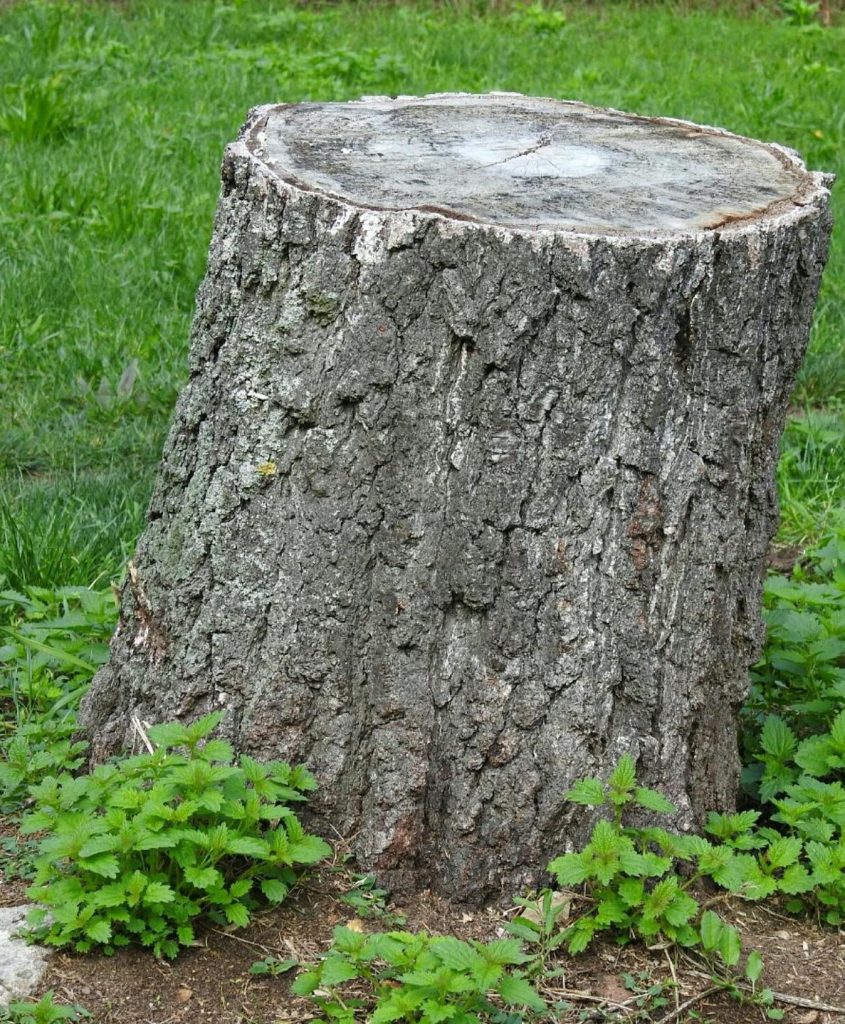 Tree Removal & Tree Maintenance Services - Halter Tree Service